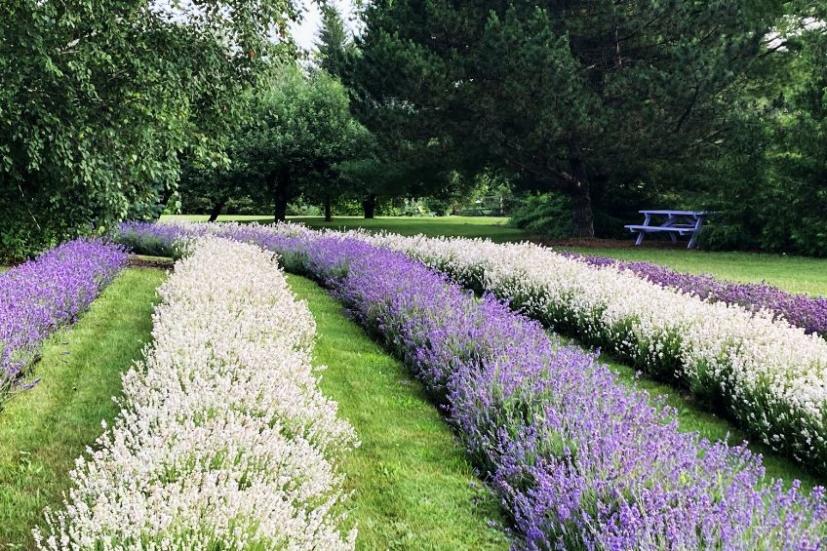 10 Best Lavender Farms In Ontario For A Scenic Picnic